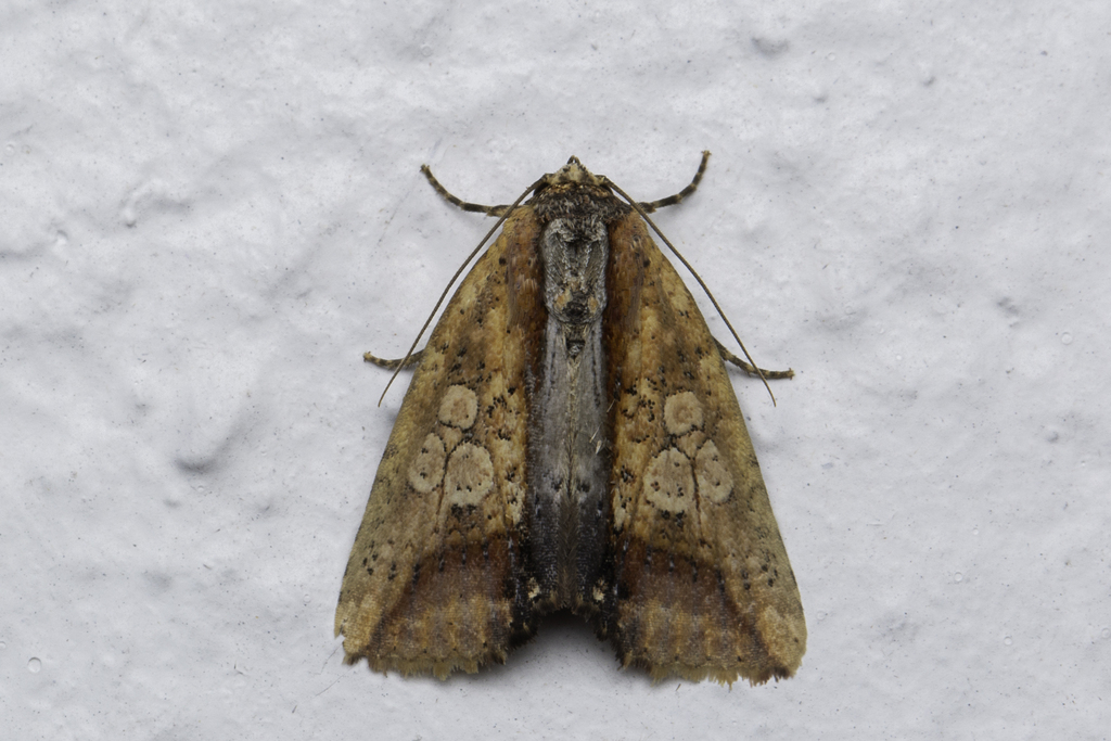 Bagada labi from MCM Nature Discovery Villa (Stephen's Place), Fraser's ...