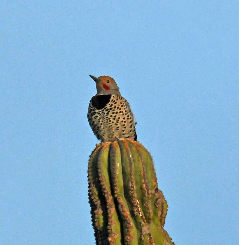 Gilded Flicker from Los Cabos, BCS, Mexico on March 1, 2024 at 09:38 AM ...