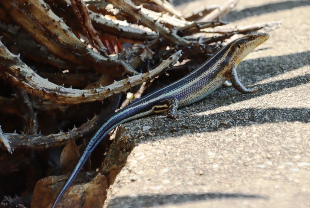 Rainbow Skink from Bungaloes, main camp, Bivane Dam Nature Reserve on ...