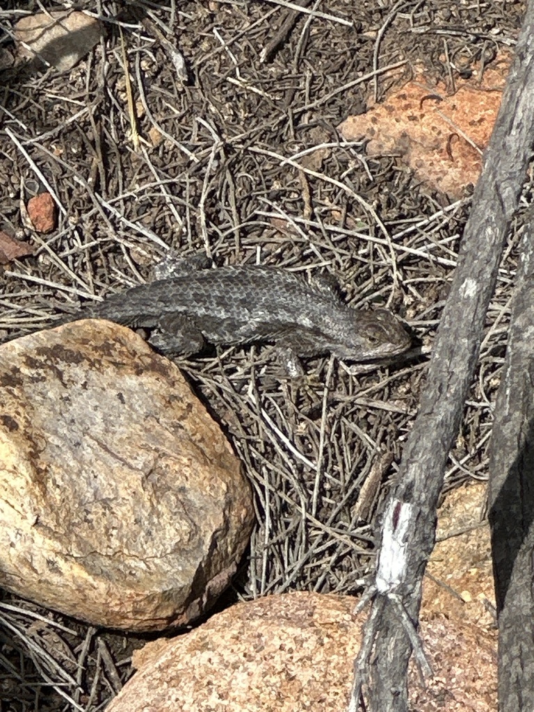 Western Fence Lizard from San Diego County, US-CA, US on March 13, 2024 ...