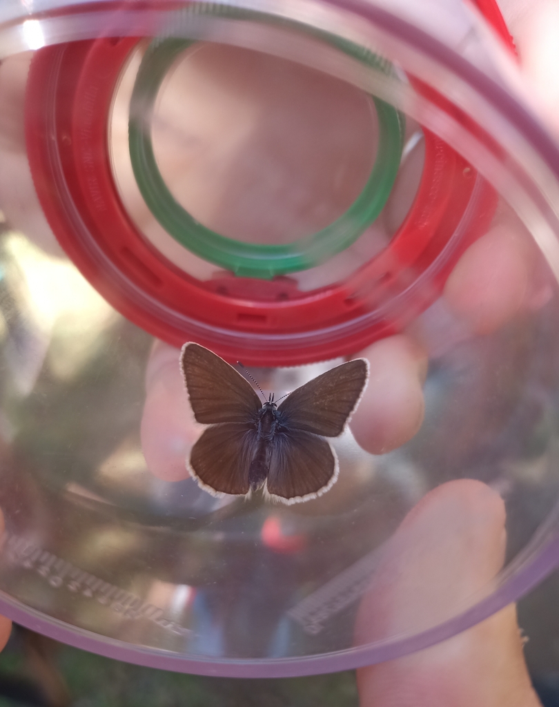 Damon Blue in July 2023 by Clément panisse · iNaturalist
