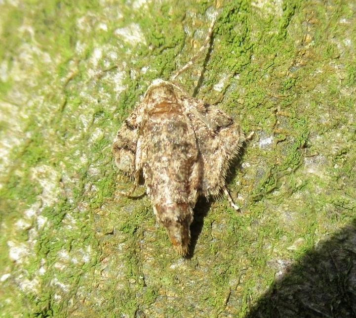 Dotted Border Moth from 38159 Vechelde, Deutschland on March 14, 2024 ...