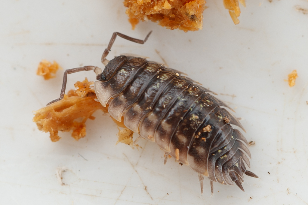 Common Shiny Woodlouse from 8420 Knebel, Danmark on March 14, 2024 at ...