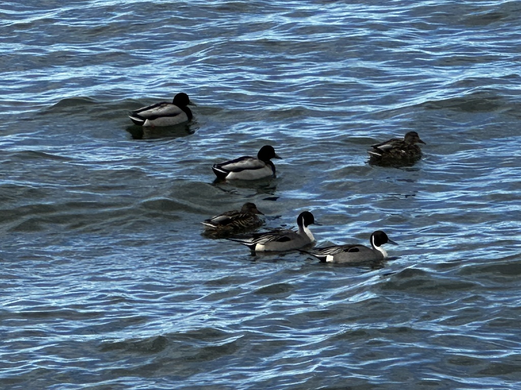 Northern Pintail from Marine Dr, White Rock, BC, CA on March 13, 2024 ...