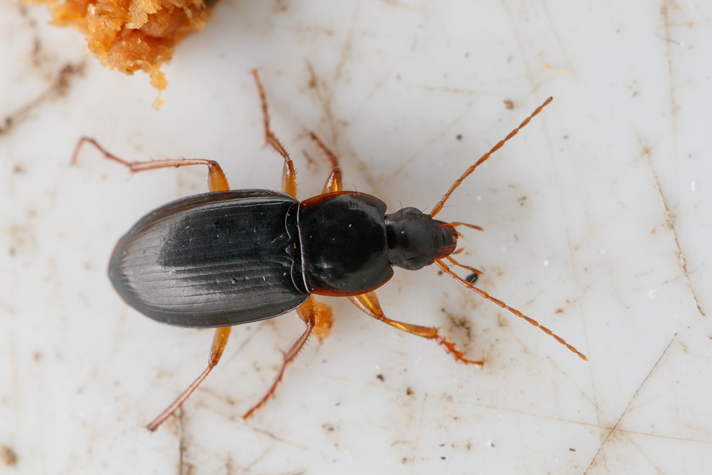 Calathus micropterus from 8420 Knebel, Danmark on March 14, 2024 at 01: ...