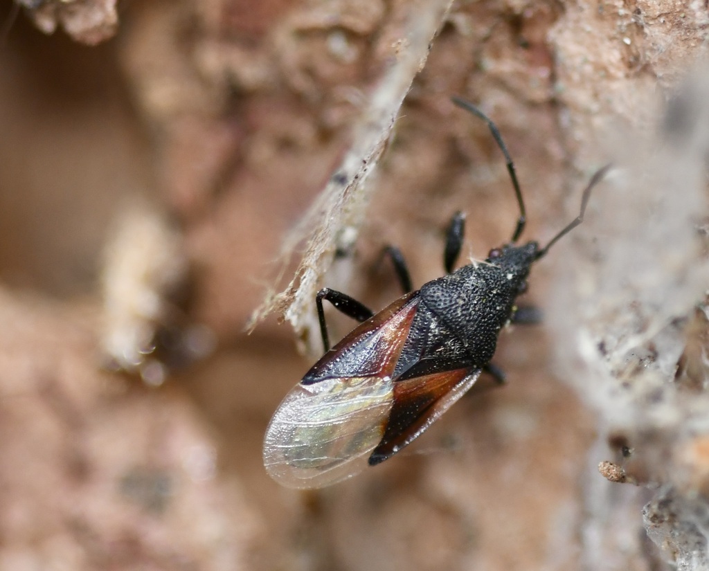 Lime seed bug from Ottignies-Louvain-la-Neuve, Belgique on March 14 ...