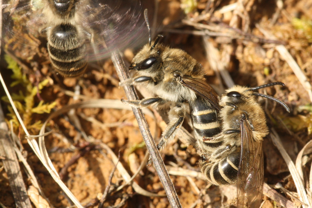 Unequal Cellophane Bee from Harrison County, IN, USA on March 12, 2024 ...