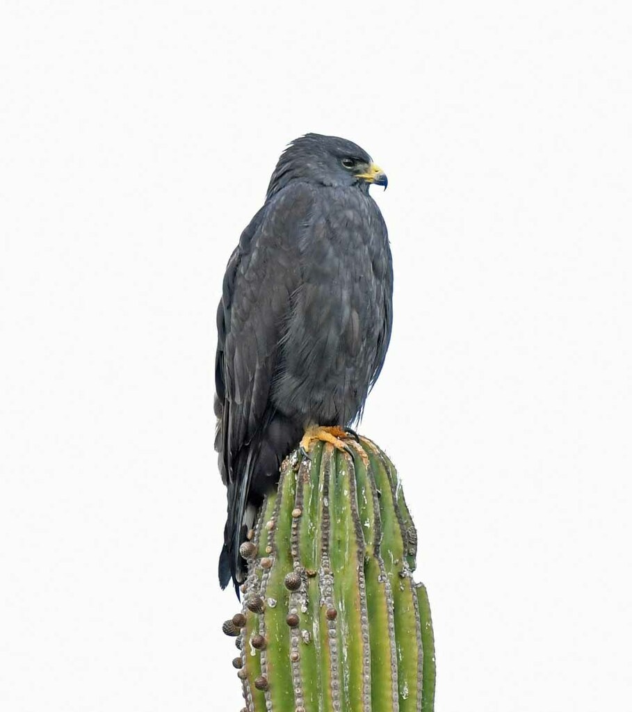 Zone-tailed Hawk from La Paz, BCS, Mexico on March 1, 2024 at 11:30 AM ...