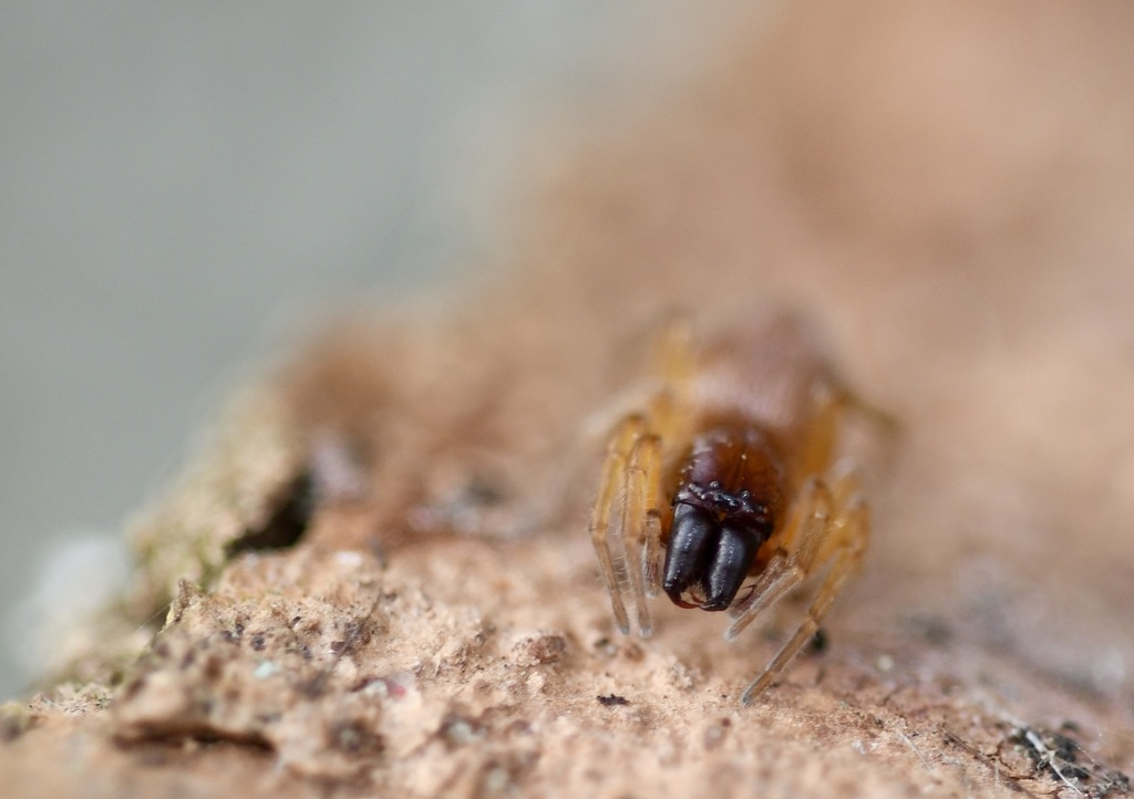 Leafcurling Sac Spiders from Ottignies-Louvain-la-Neuve, Belgique on ...
