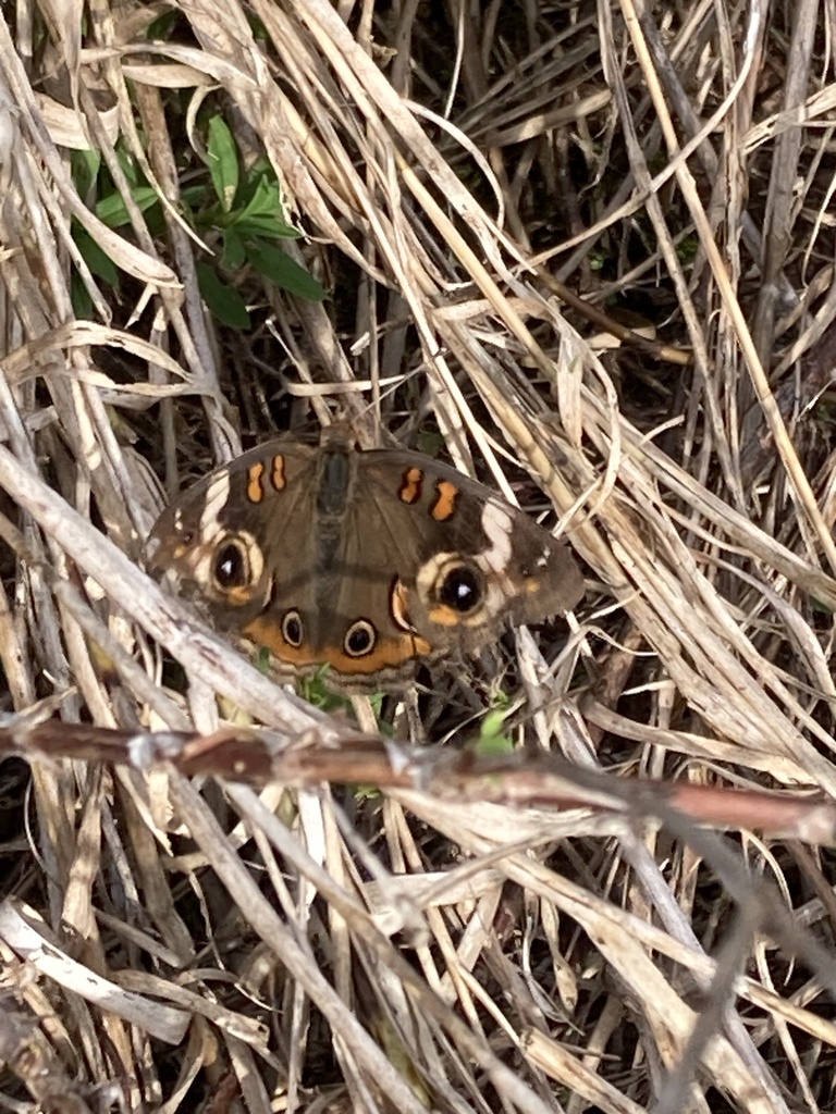 Common Buckeye from Ave Maria, FL, US on March 14, 2024 at 04:14 PM by ...