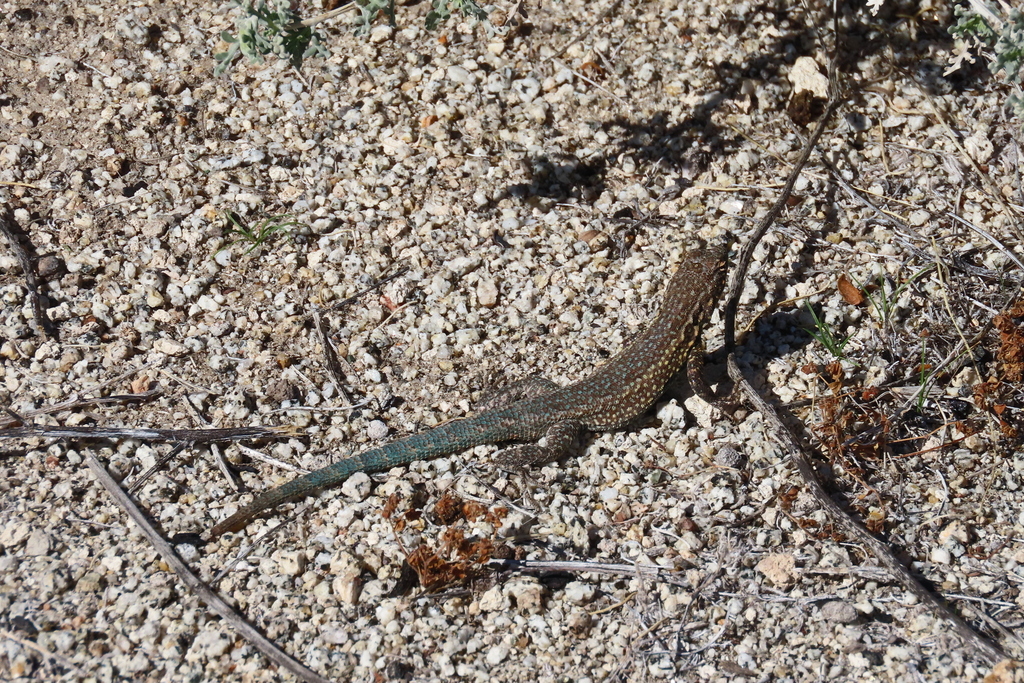 Western Side-blotched Lizard from Ruby Lee Mill, Joshua Tree National ...