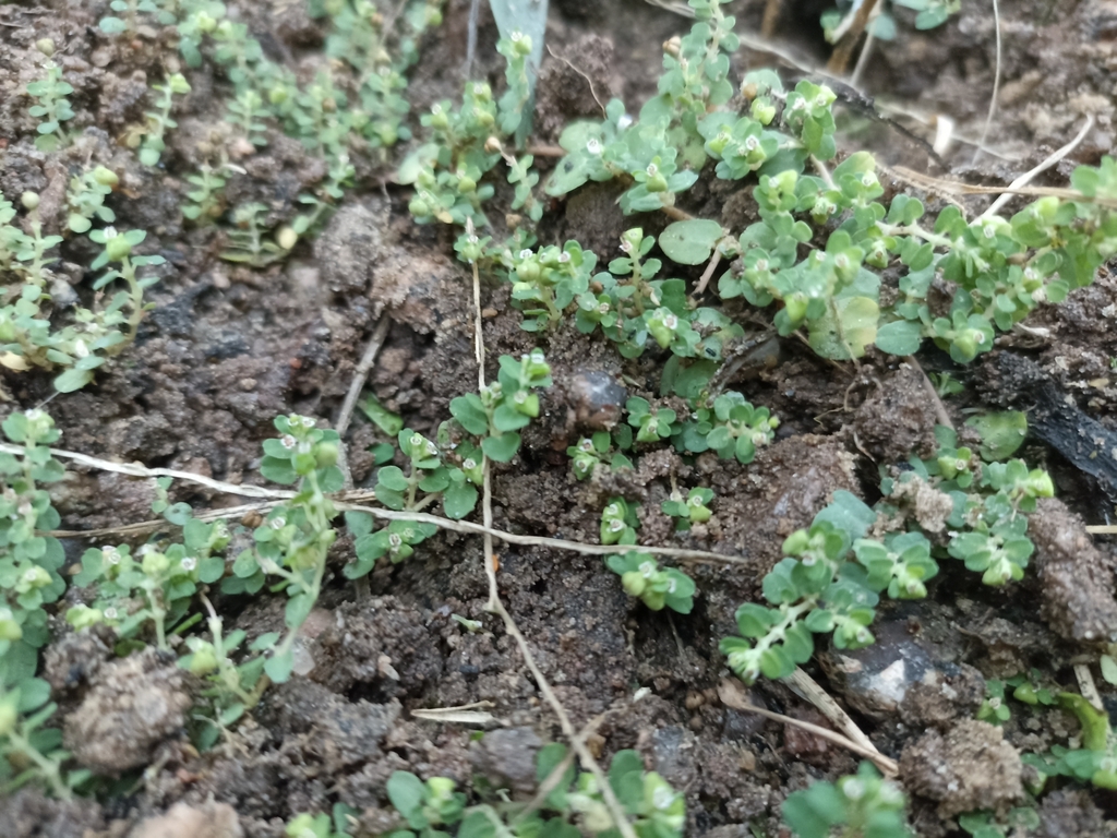 Matted Sandmat from 8G5C+5X9, 27100 Chuy, Departamento de Rocha ...