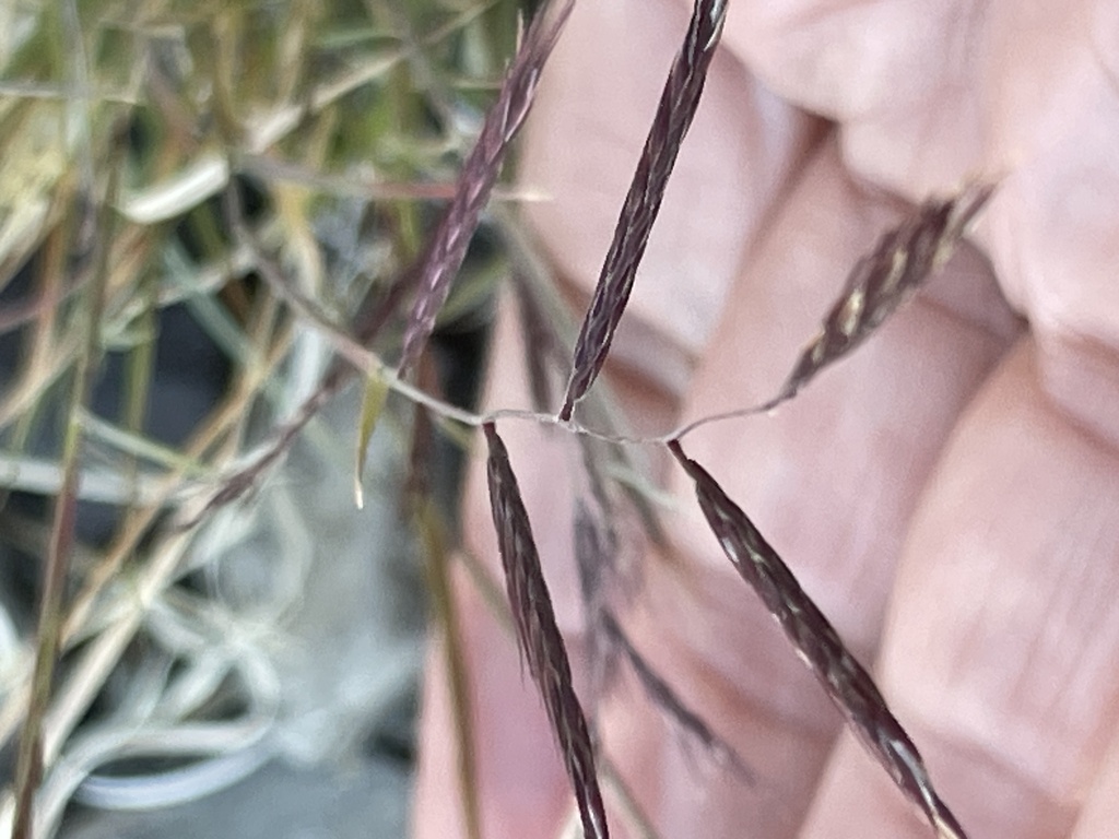 Red Grama from Pima County, AZ, USA on March 14, 2024 at 08:20 AM by ...