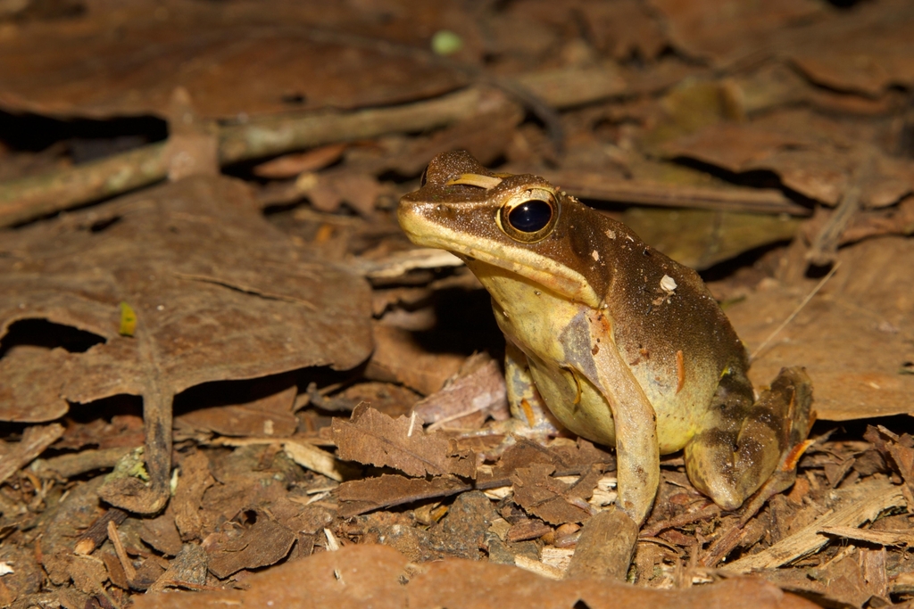 Brilliant Forest Frog from La Virgen, Heredia, Sarapiquí, Costa Rica on March 8, 2024 at 08:09 ...