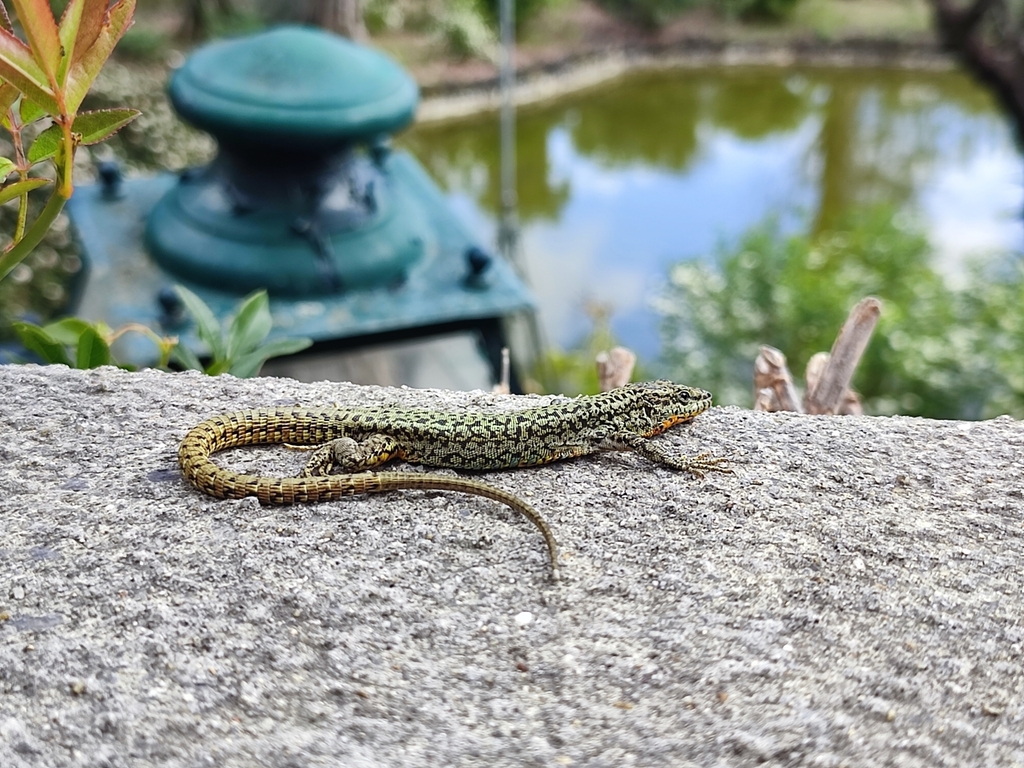 Green Iberian Wall Lizard from 1070-051 Lisbon, Portugal on March 14 ...