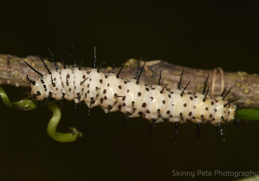 Zebra Longwing from Home on March 14, 2024 at 02:31 AM by Peter May ...