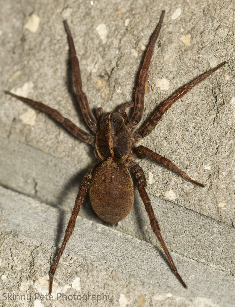 Georgia Wolf Spider from Home on March 14, 2024 at 02:29 AM by Peter ...