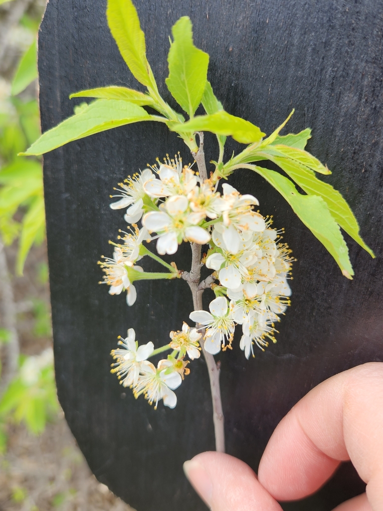 Murray plum in March 2024 by Jo Roberts · iNaturalist