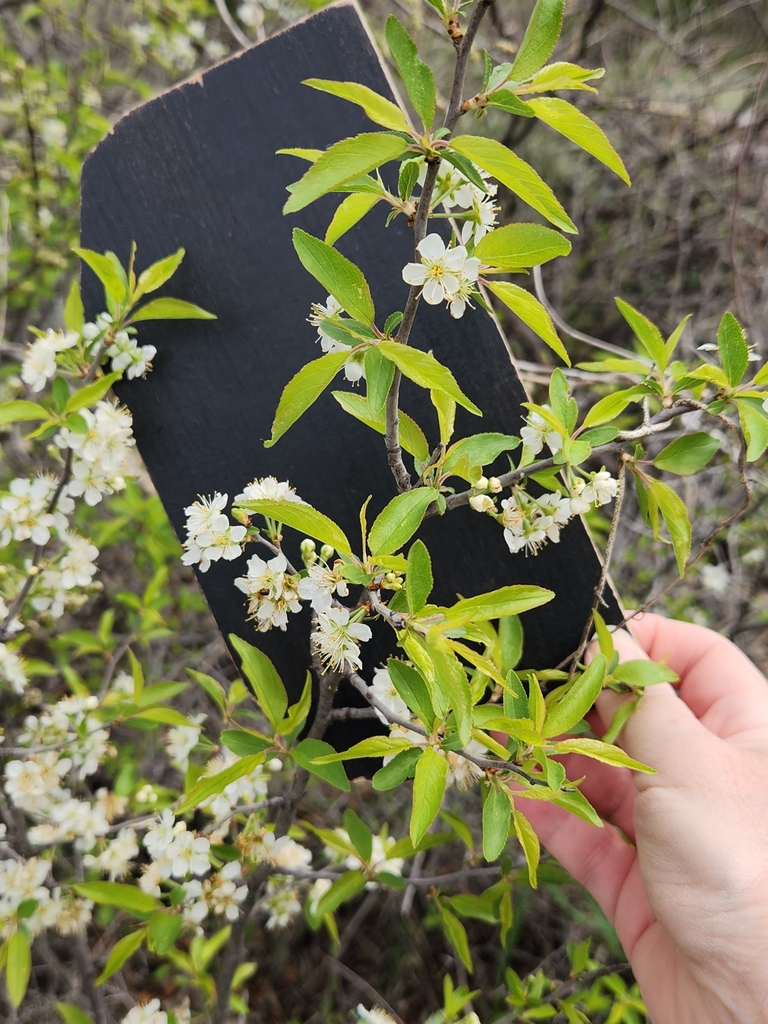 Murray plum in March 2024 by Jo Roberts · iNaturalist