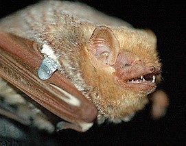 Eastern Red Bat (Mammals of Alabama) · iNaturalist