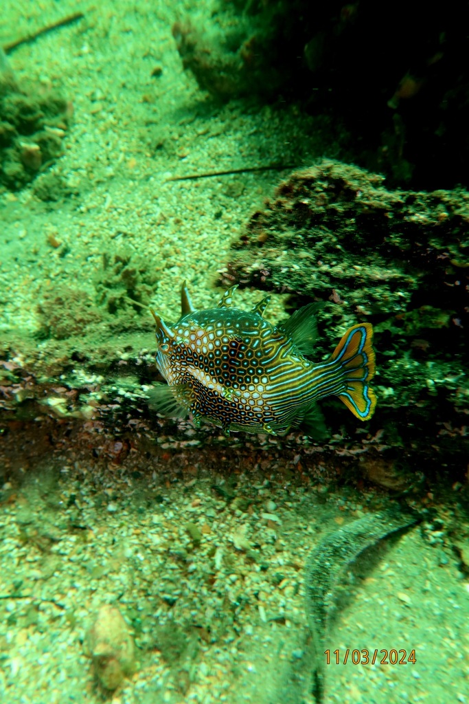 Ornate Cowfish from Edithburgh Jetty on March 11, 2024 at 10:52 AM by ...