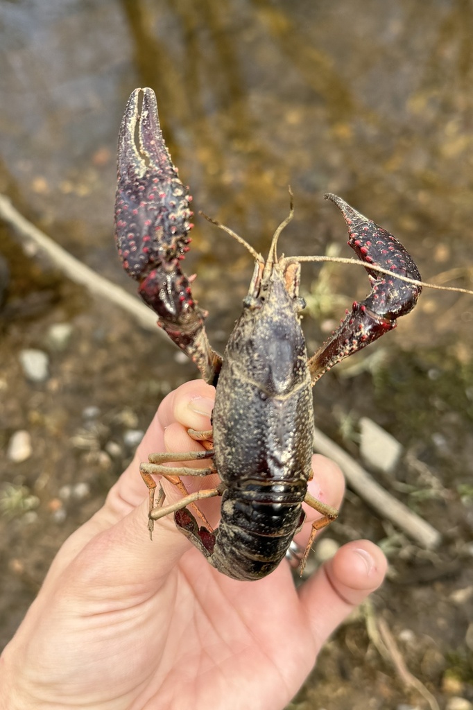 Red Swamp Crayfish from Dixon Ln, East Hanover, NJ, US on March 14 ...