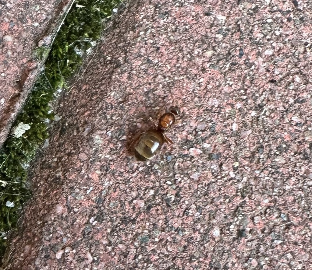 American Winter Ant from Long Island, New York, NY, US on March 14 ...