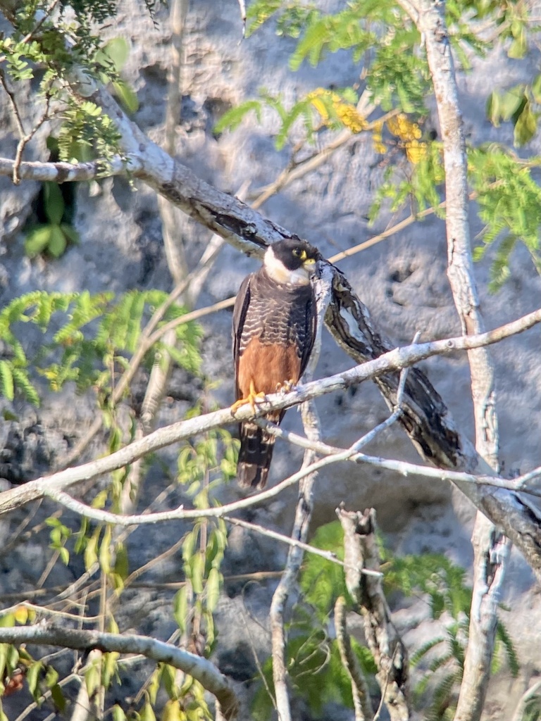 Bat Falcon from Cayo, BZ on March 13, 2024 at 04:57 PM by Eric Schill ...