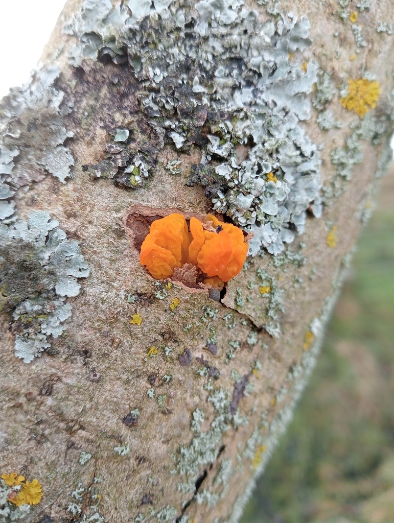 witch's butter from Orton, Penrith CA10 3SJ, UK on December 13, 2023 at ...