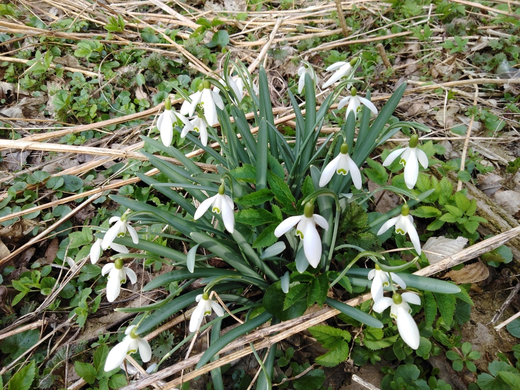 common snowdrop from Březová, Pod hrází, 267 51 Březová-Zdice, Česko on ...