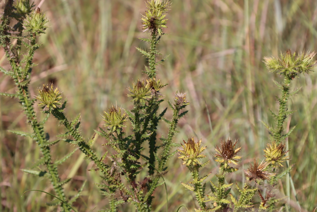 Hedgehog African Thistle from Ridge s of Main Road, to Waterval Boven ...
