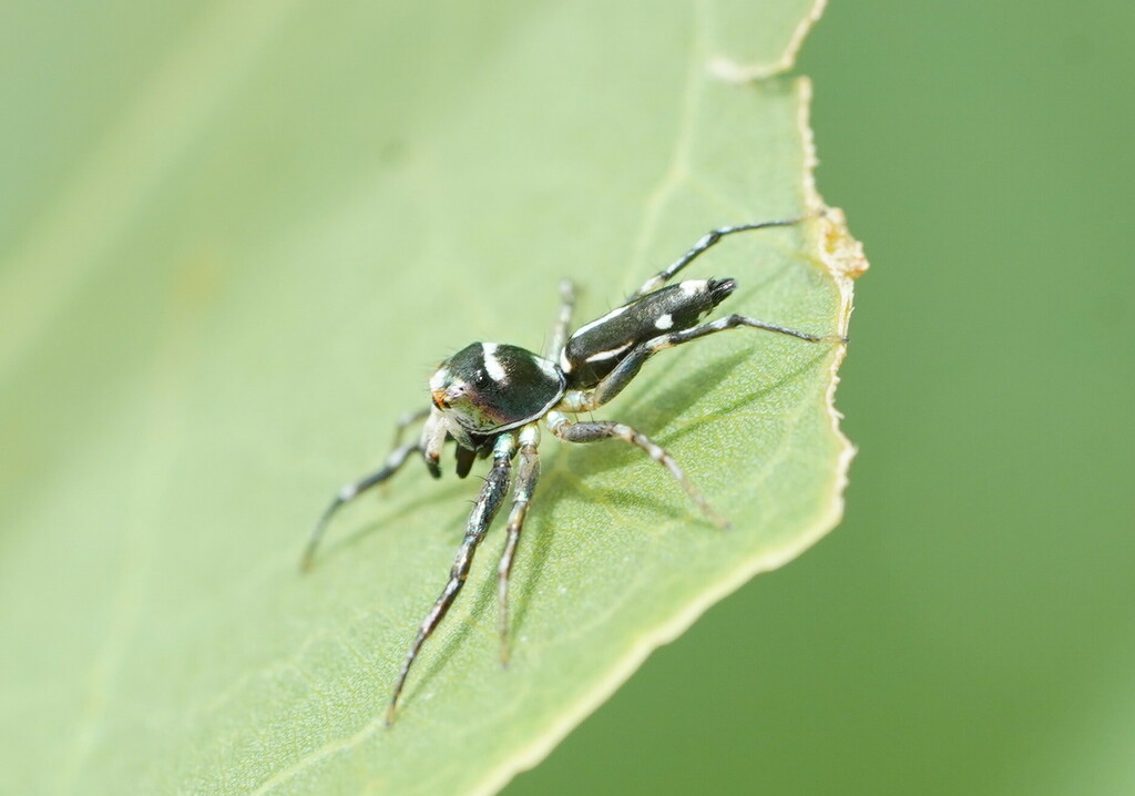 Baehr's Cosmophasis from Darwin NT, Australia on March 13, 2024 at 01: ...