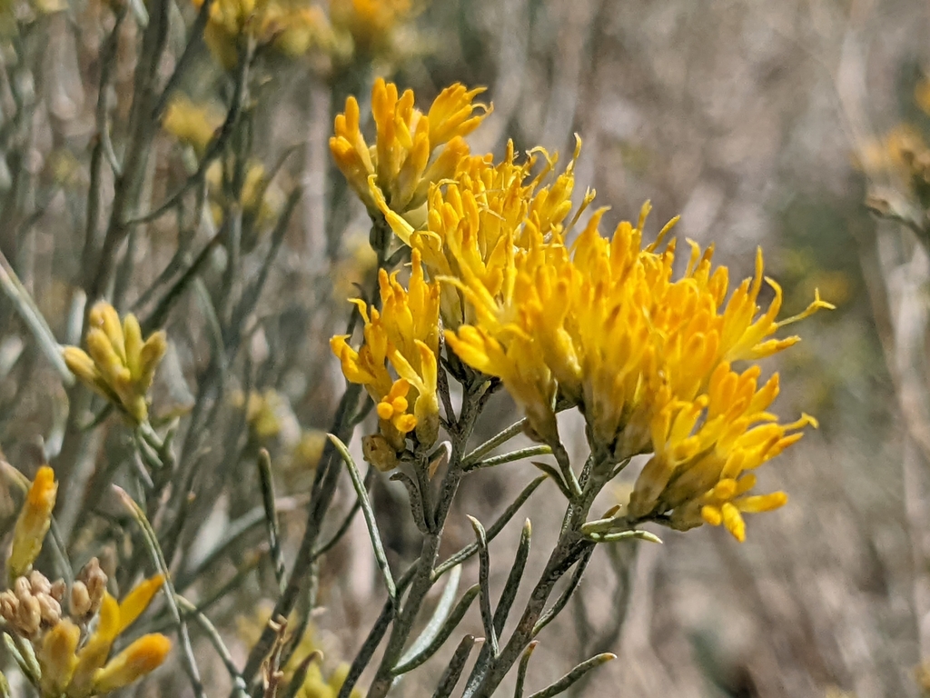 white rabbitbrush from Esmeralda County, NV, USA on September 2, 2022 at 11:59 AM by Peri Lee ...