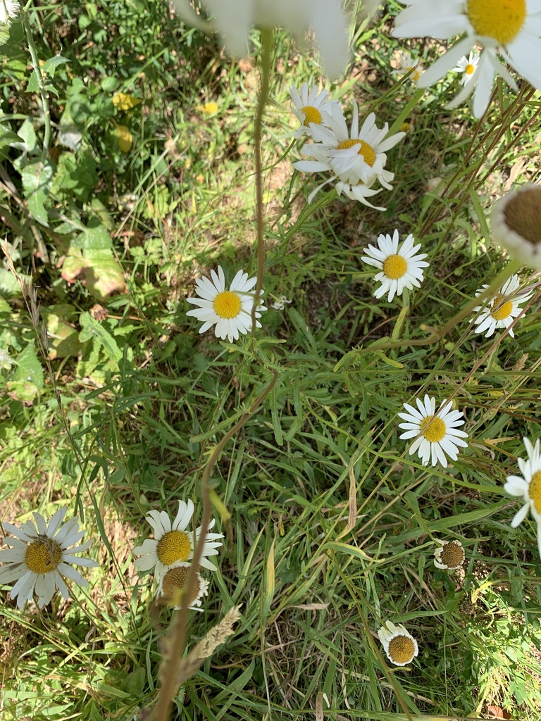 oxeye daisy from Te Ika-a-Māui/North Island, Carterton, Wellington, NZ ...