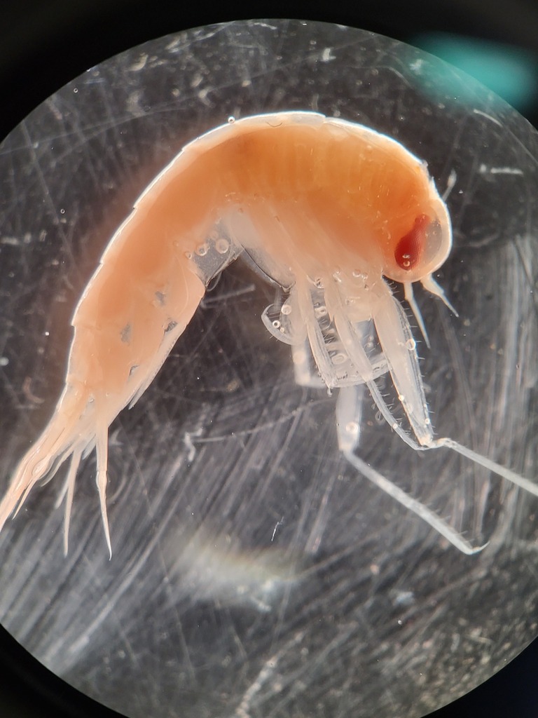 Themisto libellula from Qikiqtaaluk, NU, Canada on September 22, 2023 ...