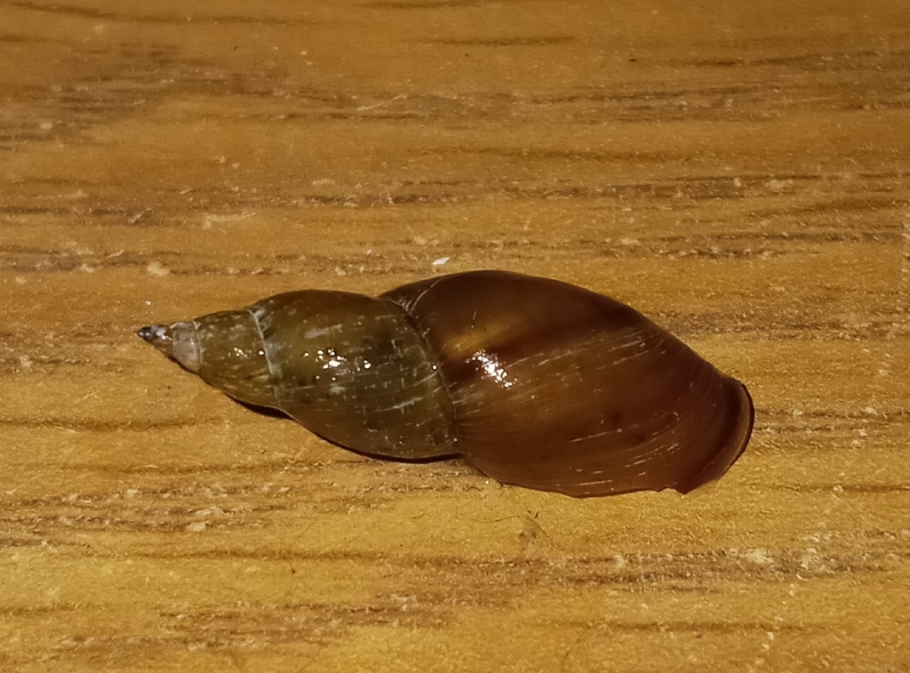 Marsh Pond Snail from Fraser Township, MI, USA on March 12, 2024 at 10: ...
