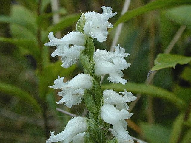 nodding ladies' tresses from Broad Channel, Queens, NY, USA on October ...