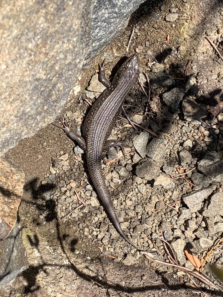 Liopholis whitii desde Tasman National Park, Fortescue, TAS, AU el 14 ...