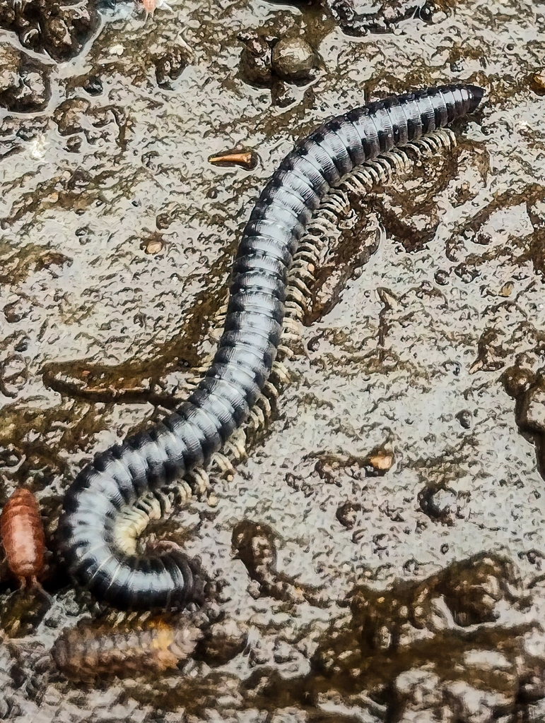 White-legged Snake Millipede from Norton Lees, Sheffield, UK on March ...