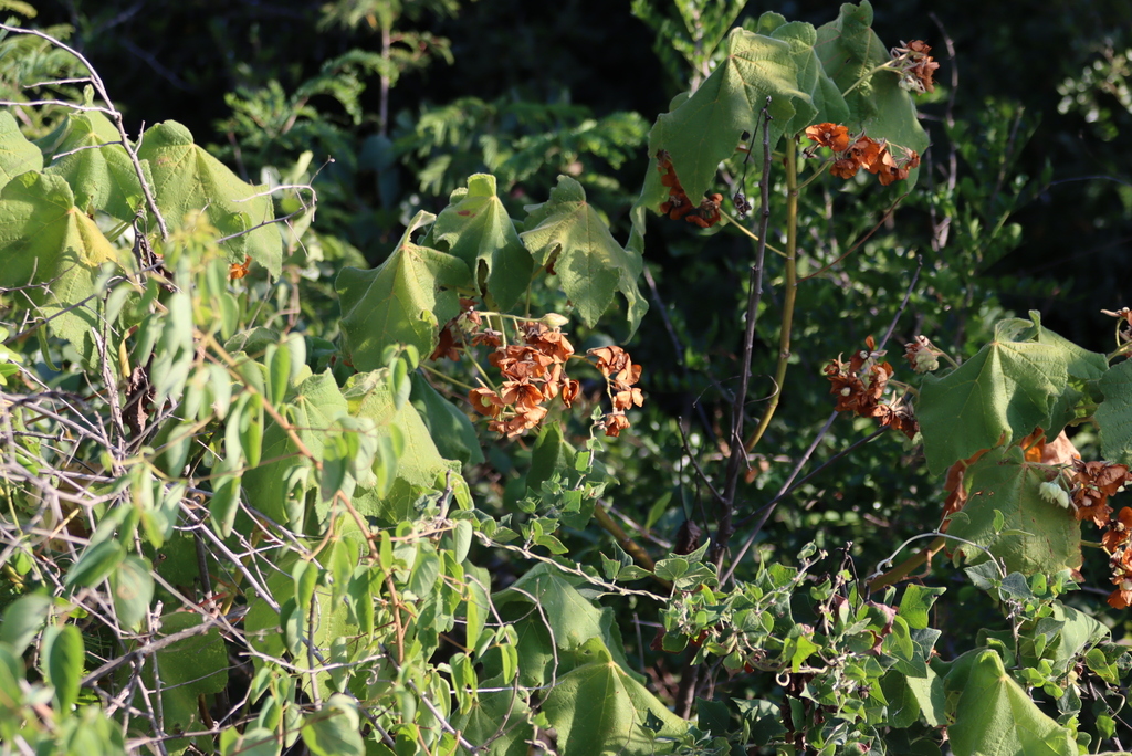 Pink Dombeya from Ridge s of Main Road, to Waterval Boven, opp Route 3 ...