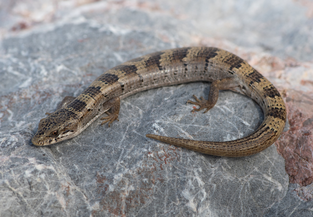 Arizona Alligator Lizard from N Johnson Rd, Dragoon, AZ, US on March 14 ...