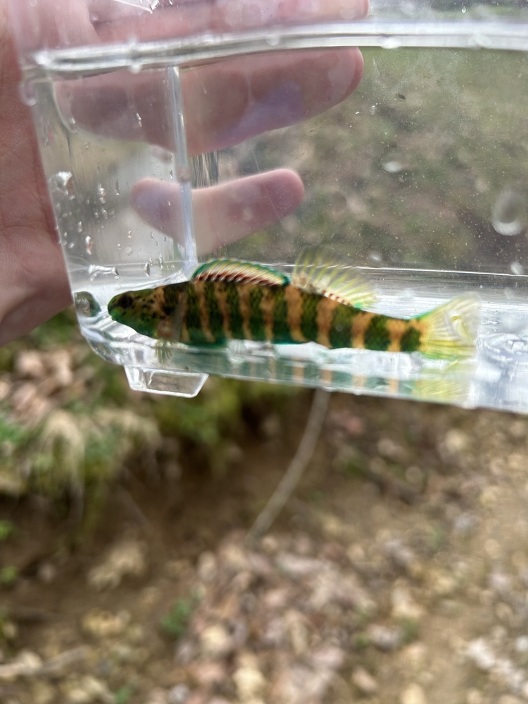 Banded Darter from Valley View Dr, Red Boiling Springs, TN, US on March ...