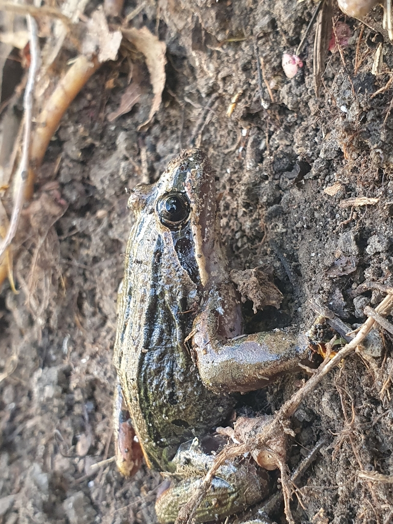 Striped Marsh Frog from Lilyfield NSW 2040, Australia on March 15, 2024 ...