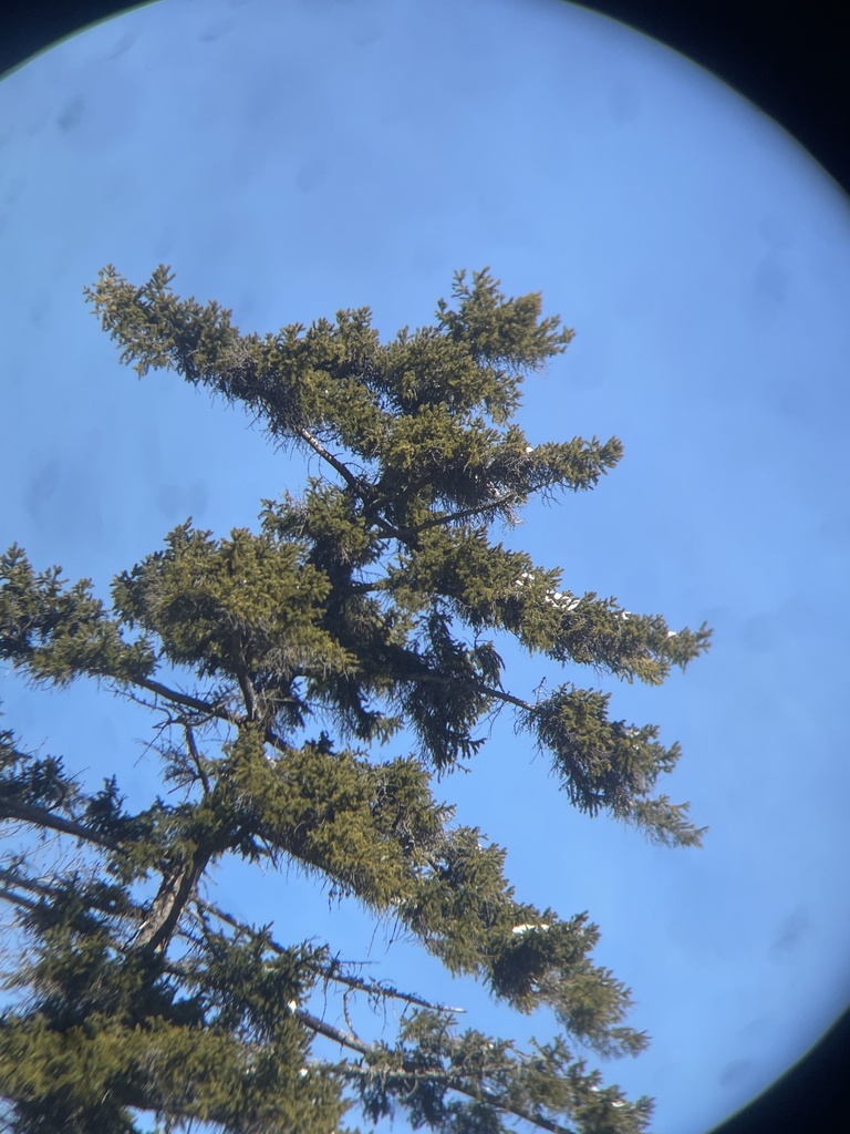 red spruce from The Adirondack Park, Lyon Mountain, NY, US on March 12 ...