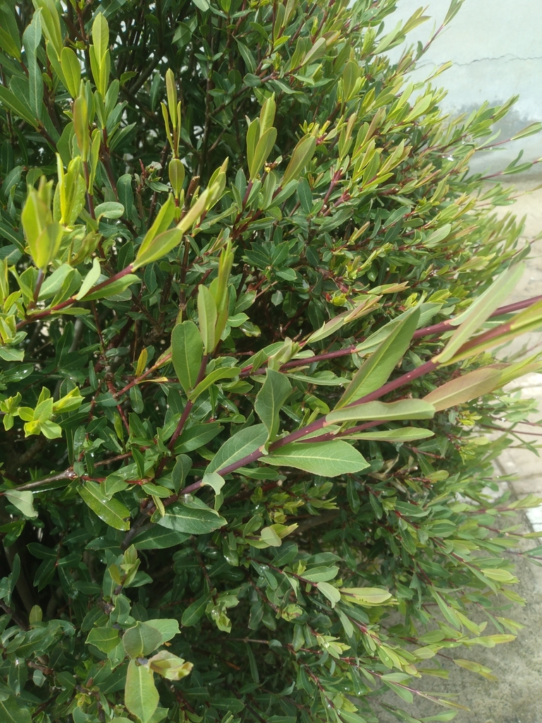 Purple Willow from Cota Cota on March 9, 2024 at 10:56 AM by Alfredo F ...