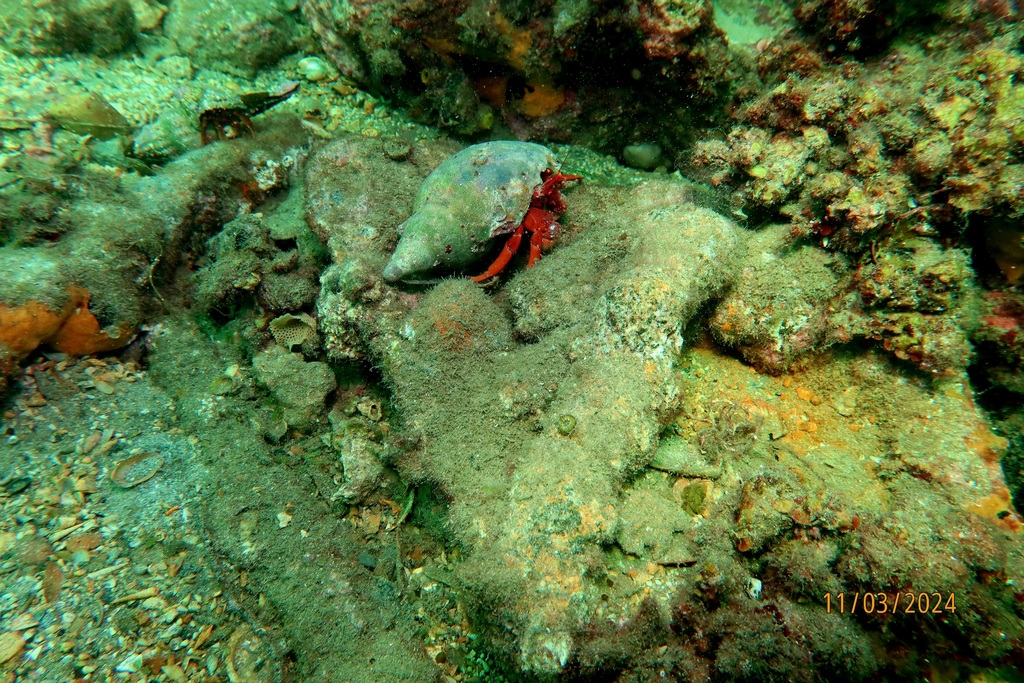 common hermit crab from Edithburgh Jetty on March 11, 2024 at 10:50 AM ...