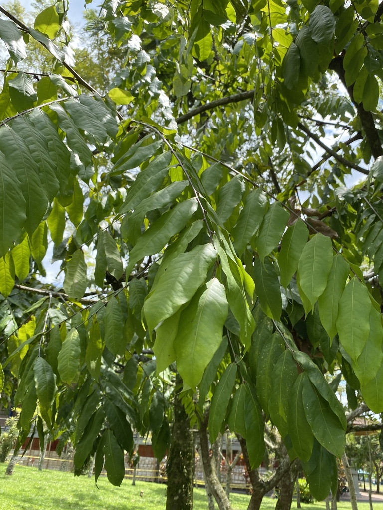 Andean Walnut in March 2024 by valentina-orozco-zapata · iNaturalist