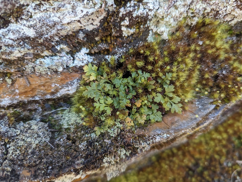 mountain spleenwort in March 2024 by Ryan Sorrells · iNaturalist