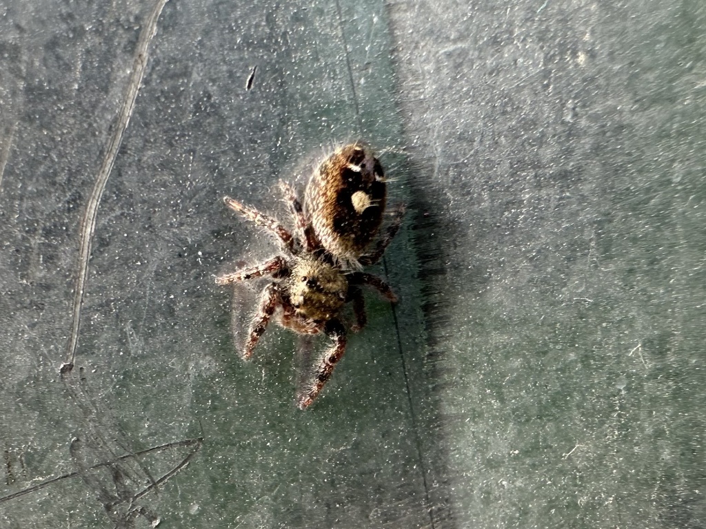Bold Jumping Spider from W Kodiak Dr, Meridian, ID, US on March 14 ...