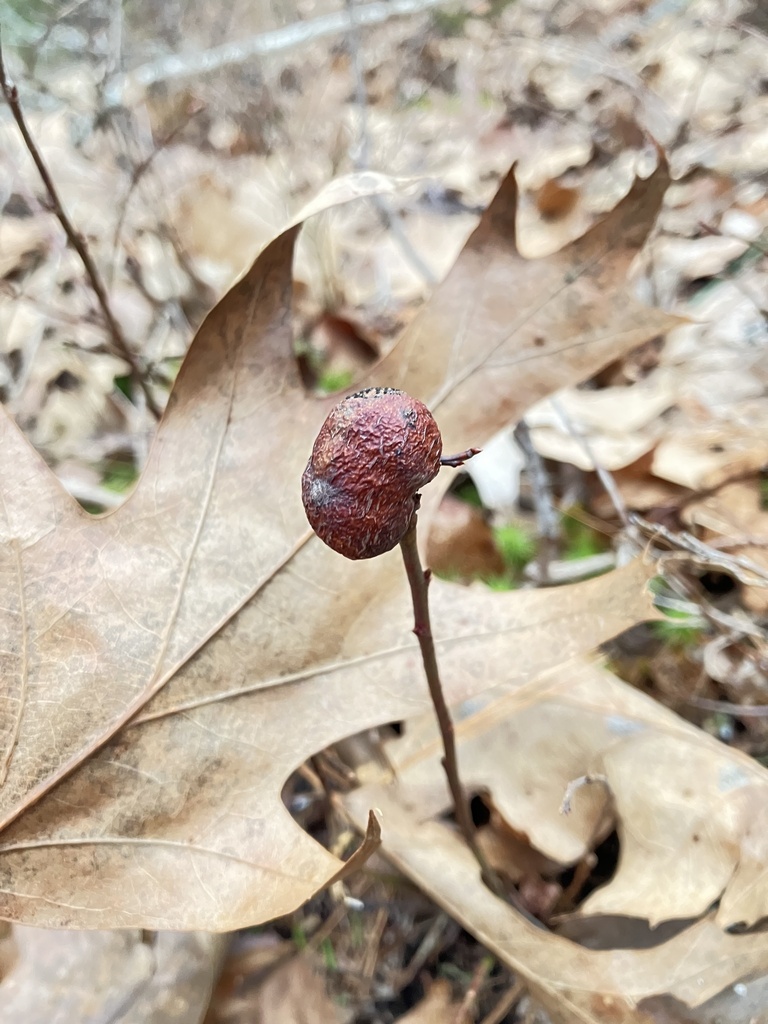 Blueberry Stem Gall Wasp in March 2024 by Charlie O'Brien · iNaturalist